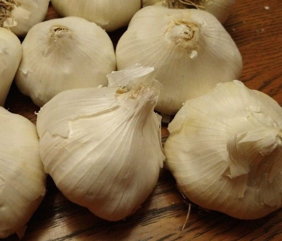 Large Garlic Bulbs 1 Pound White Rare Transylvanian Vampire Softneck ...