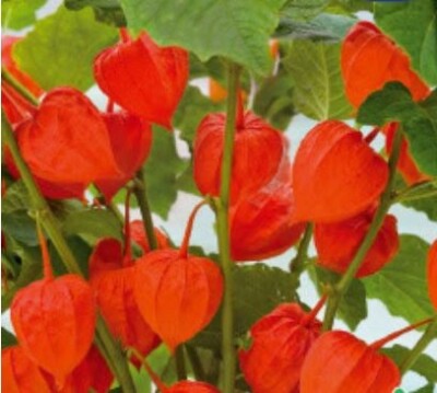 150x Blasenkirsche Winter Cherrie Physalis franchetti Pflanzen - Samen ...