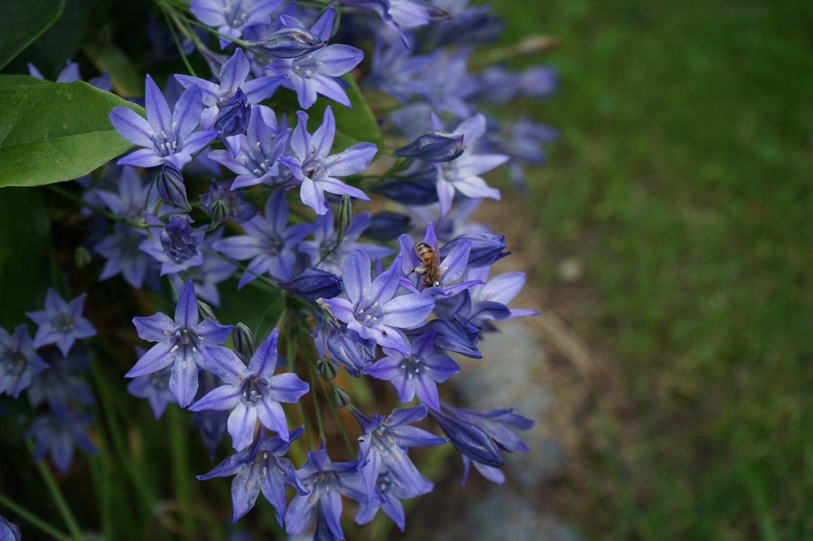 20 Triteleia Laxa Corrina Spring Summer Flowering Bulbs Garden Blue ...