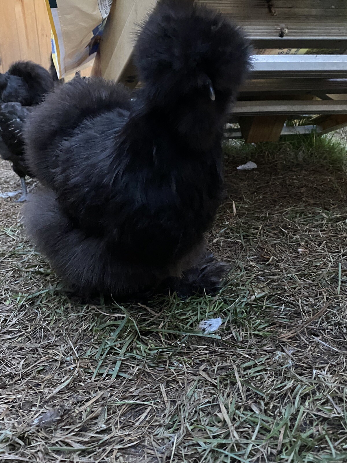 6 Show Quality Silkie Chicken Fertile Hatching Eggs,all Colors,Bearded ...