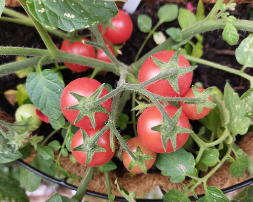 Whippersnapper tomato seeds x 20, basket variety | eBay