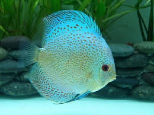 High Quality Blue Snakeskin Discus Fish. - 3.5in . USA BREEDER | eBay