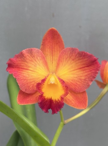 Select - New 2025 SVO seedling: Pot. Pure Love | eBay