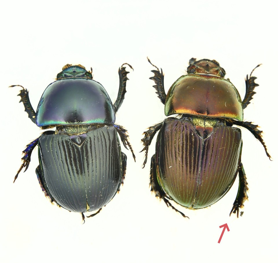CtBR Scarabaeoidea Geotrupidae Odontotrypes sp Yunnan Diqing 20mm | eBay