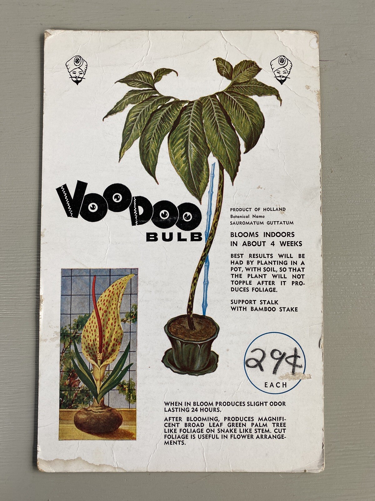 Vintage VooDoo Bulb Tropical Indoor Plant Nursery Store Display ...