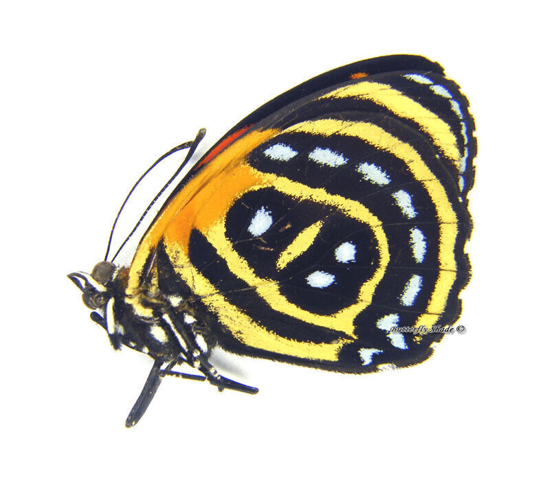 Unmounted Butterfly/Nymphalidae - Callicore cynosura, male, Peru | eBay