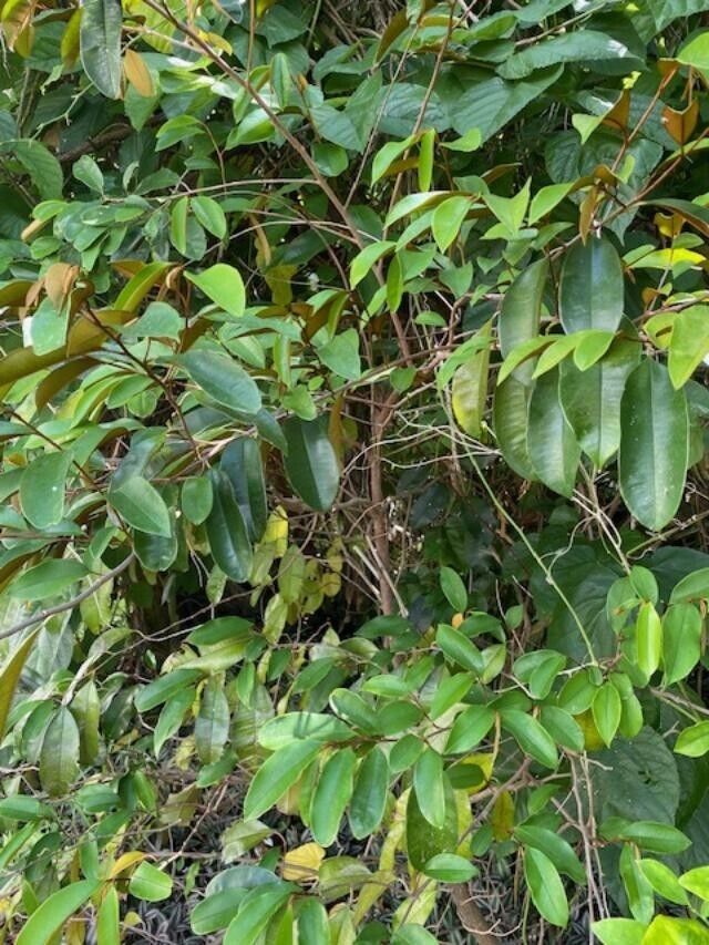 PURPLE STAR APPLE SEEDLING FROM 12 TO 14" TALL (CHRYSOPHYLLUM CAINITO ...