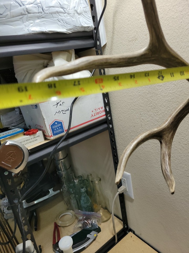 TAXIDERMY NICE 8PT DEER ANTLER HORNS LODGE/LOG CABIN Rack WHITE MULE ...