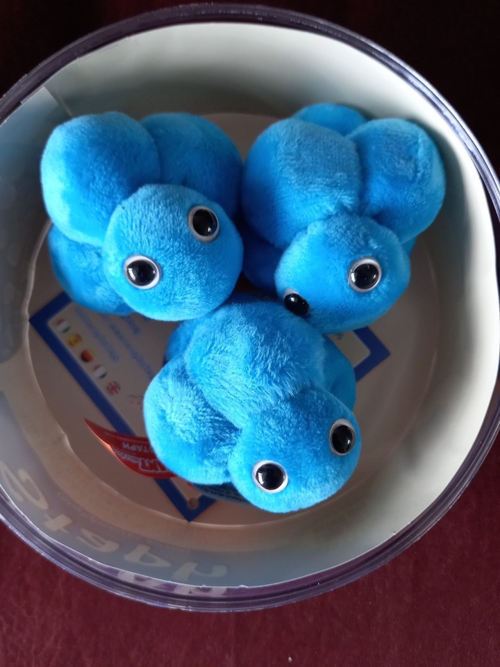 Giant Microbes Minis Staphylococcus Plush Soft Toy Set of 3 In Petri ...