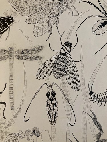 Beautiful Drawing Ink Insect Dragonfly Scorpion 1970 Art Painting Ant ...
