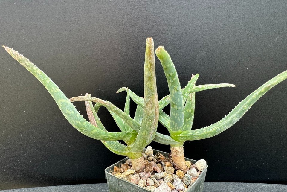 Aloe jacksonii (Ethiopia) - Rare Succulent Well Rooted Plant - 2.5" pot ...