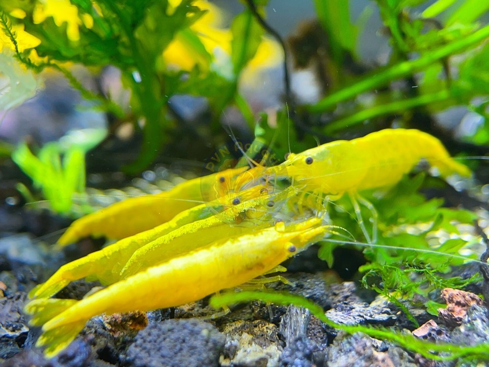 10+1 Neon Yellow Shrimp - Yellow Golden Back - Neocaridina Live Shrimp ...