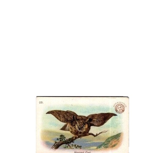 1908 Arm & Hammer New Series of Birds No 23 Horned Owl | eBay