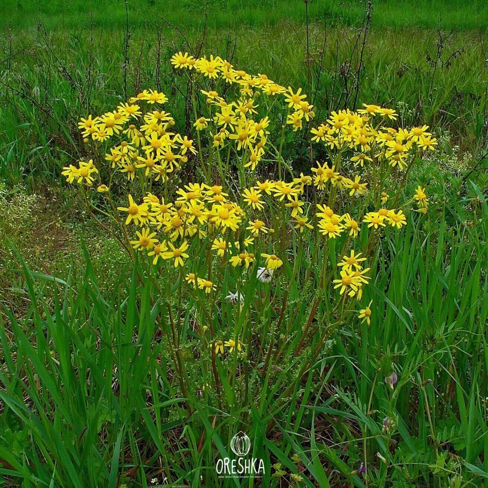 Jacobaea vulgaris 50+ fresh seeds. Common ragwort seeds | eBay UK