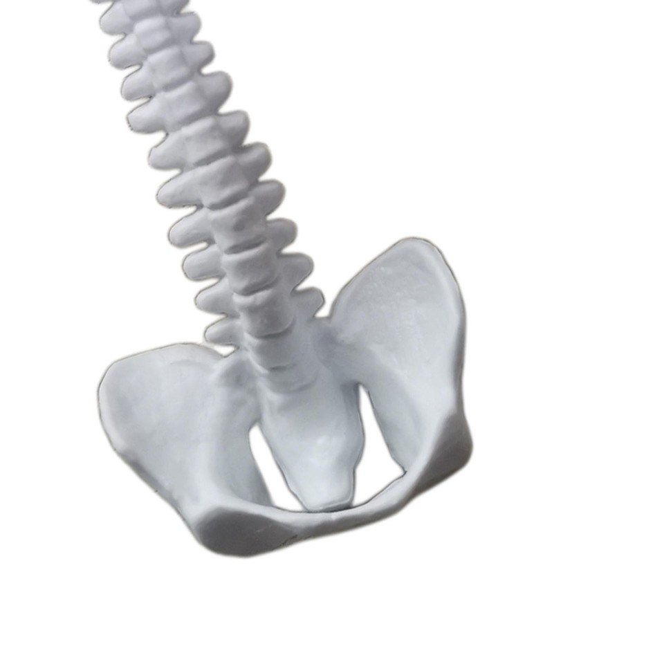 Mini Sized Human Spine Skeleton Model Keychain Keyring | eBay Australia