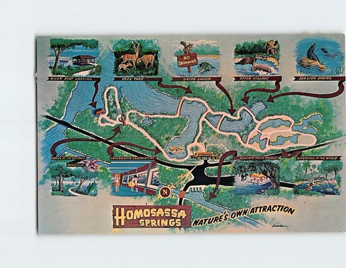 Postcard Illustrated Map of Homosassa Springs Florida USA | eBay
