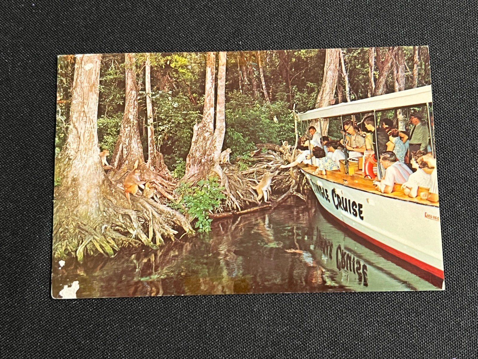 JUNGLE CRUISE Silver Springs, Florida Postcard 1964 Postmark TARZAN ...