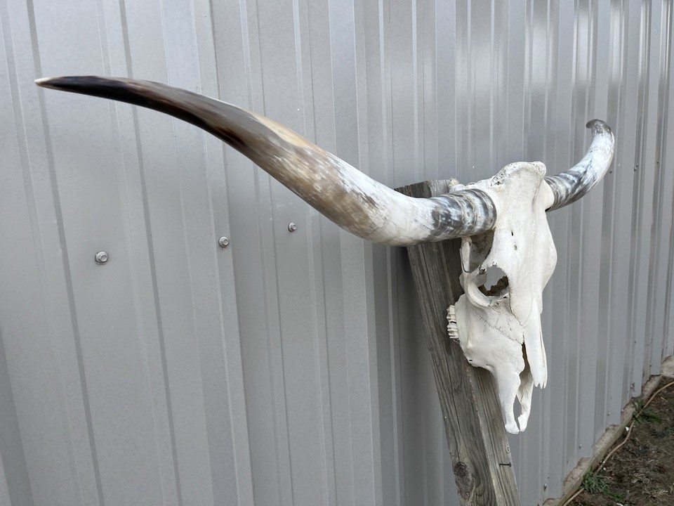 STEER SKULL 4 Feet 8 Inch WIDE Horns BULL HORN MOUNTED COW HEAD | eBay