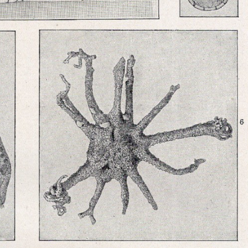 Single-Celled Organisms Protozoa Forms Microscopy Study 1911 Antique ...