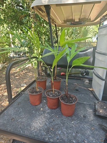 Christmas Manila palm seedlings live Plant Florida grown 22" Adonidia ...