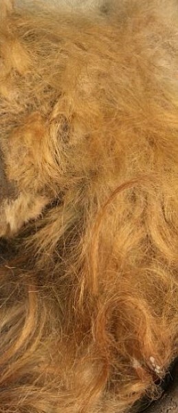 WOOLLY MAMMOTH REAL FUR HAIR WOOLY PERMAFROST RARE LARGE WOOL EXTINCT ...