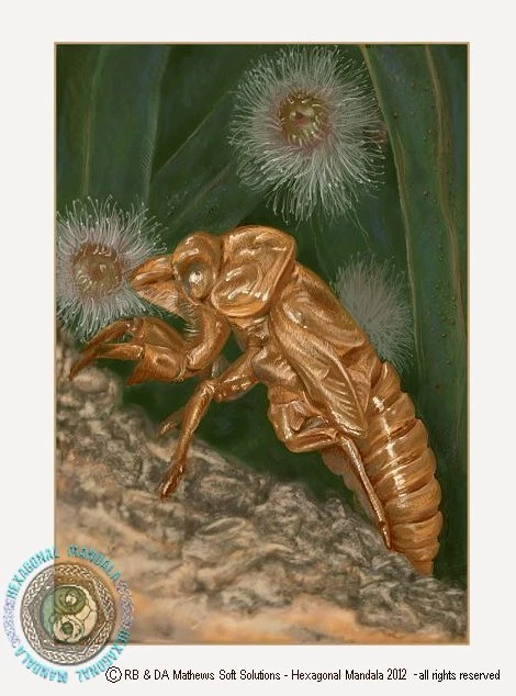 Cicada Shell Art