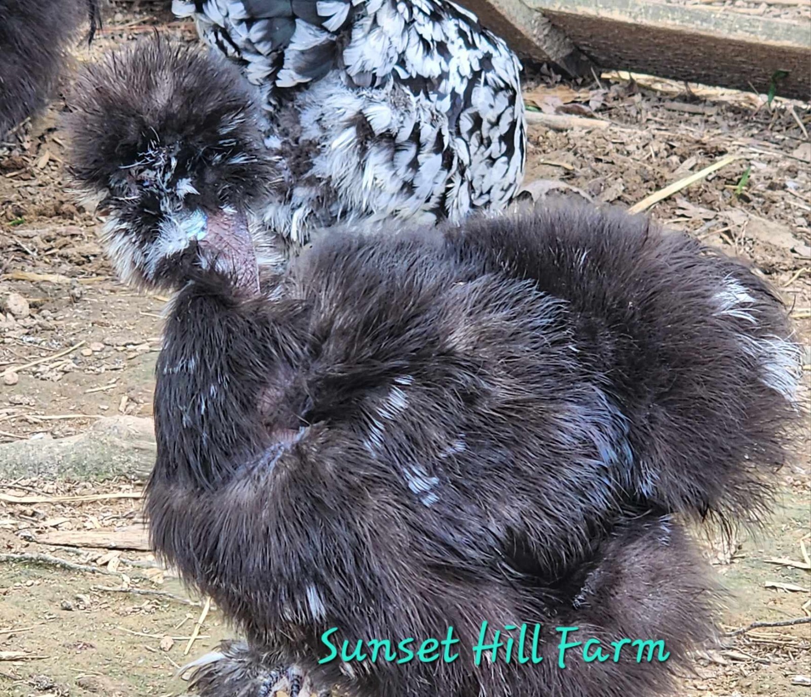 Silkie Hatching Eggs Mottled 6, Satin, Showgirl, Frizzle NPIP & AI ...