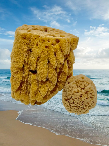 ***2 NATURAL SEA SPONGES*** LARGE AND SMALL | eBay