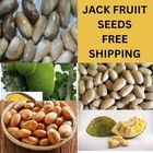 Seeds Jackfruit Fruit Tropical Tree Flower Largest seeds 2kg Fresh Jack ...