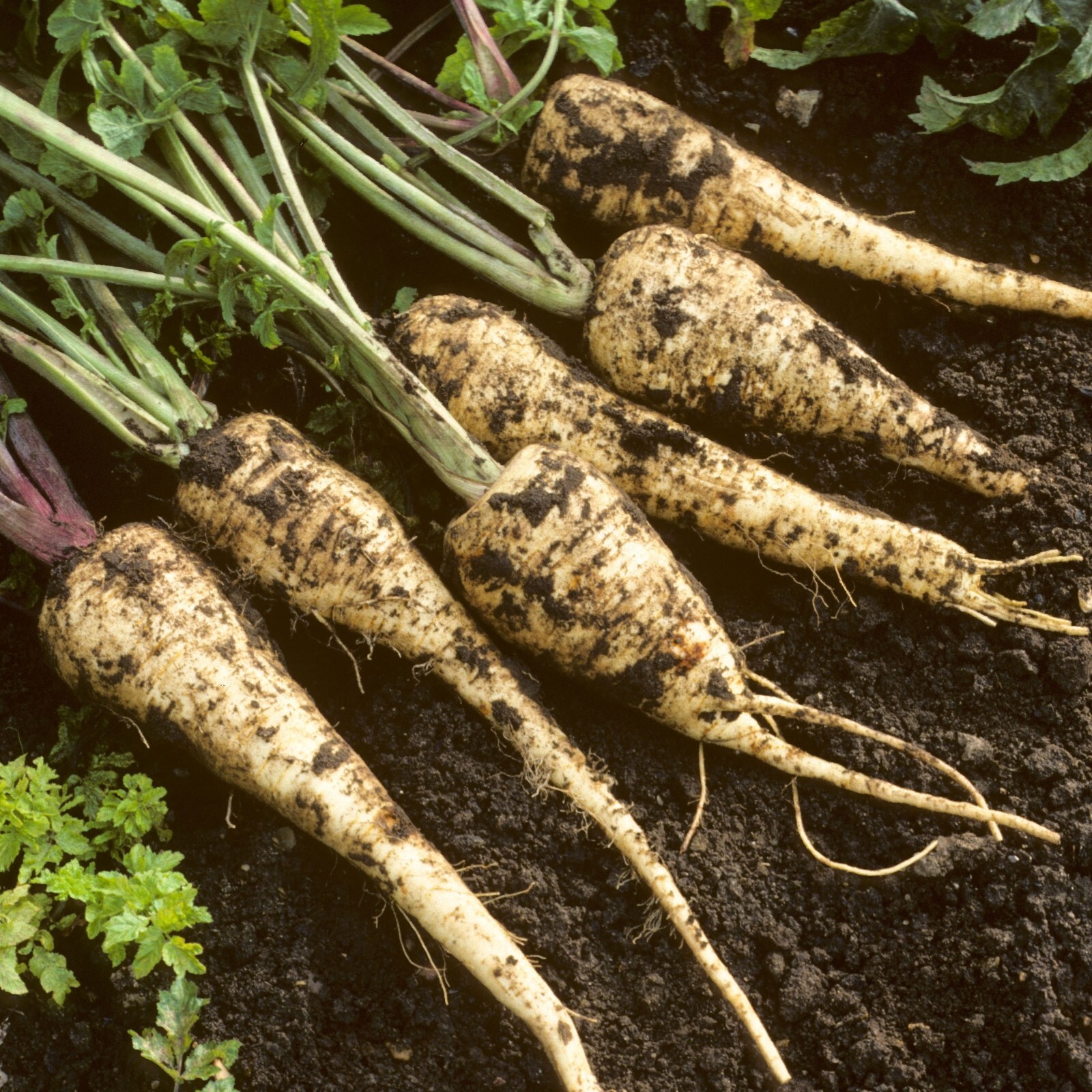 Easy To Grow Your Own GIANT Parsnip Gladiator Seeds Fresh Vegetables ...