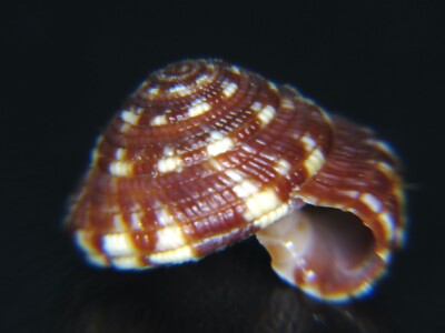 HAWAIIAN HELIACUS VARIEGATUS: JUST FOUND FRESH GIANT @ 16.57MM | eBay