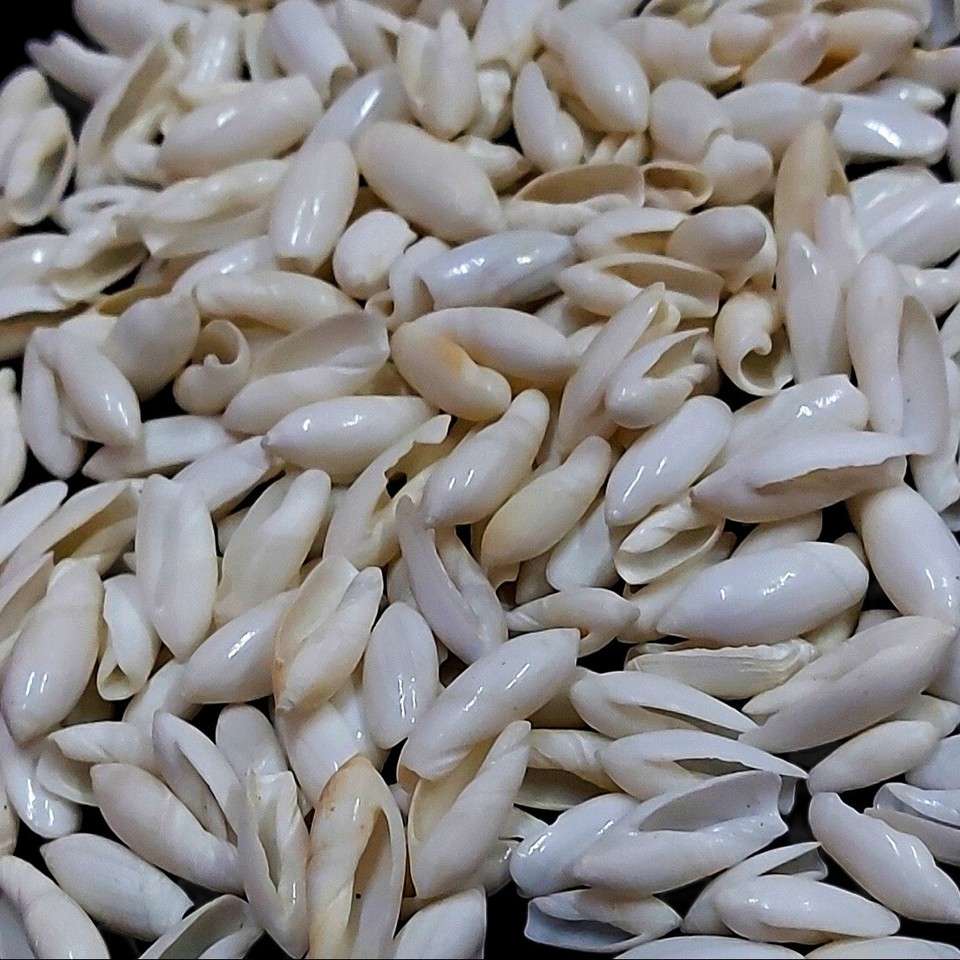 White Tiny Olive Rise Shell For Crafts Art Decor Natural Seashell ...