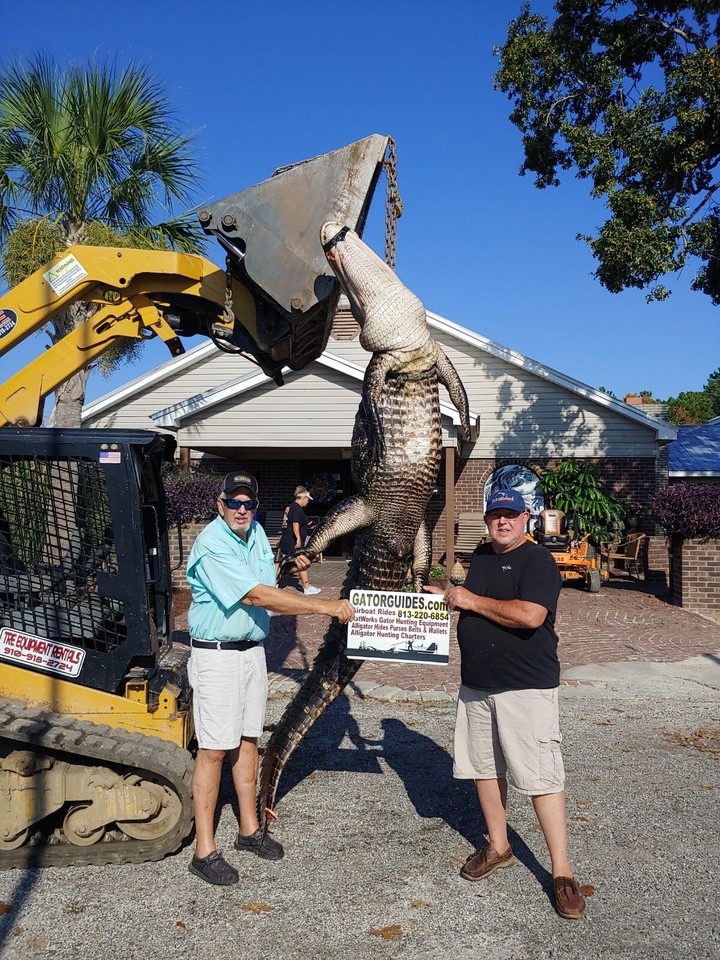 Wild Alligator Bi fold Slim Wallet croc swamp leather hide Credit ...