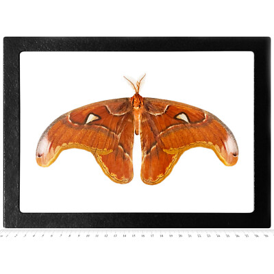 Attacus atlas MALE RESTING POSE snake mimic saturn moth Indonesia ...