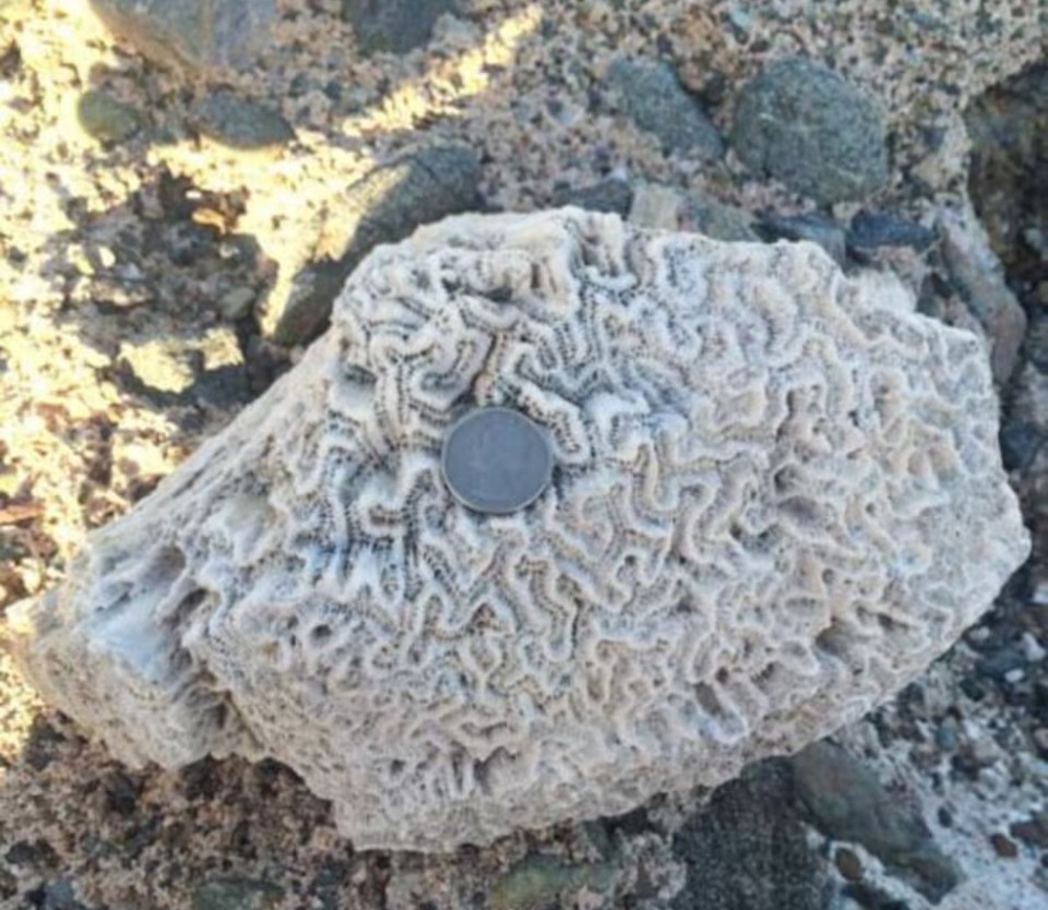 Fossil Brain Coral, Authentic Sea Coral, Huge Brain Coral, Caribbean ...