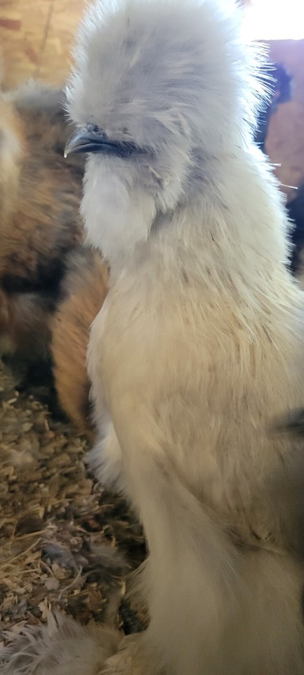 (6) Show Quality Silkie Bearded & Crested Fertile Hatching Eggs ...