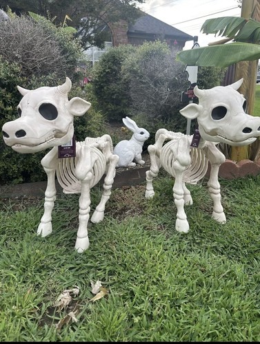 2 Cow Skeleton Halloween Decorative Prop - Tractor Supply | eBay