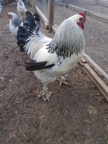 All Brahmas No Bull 6 Hatching Eggs from my brahmas only flock. NPIP/AI ...