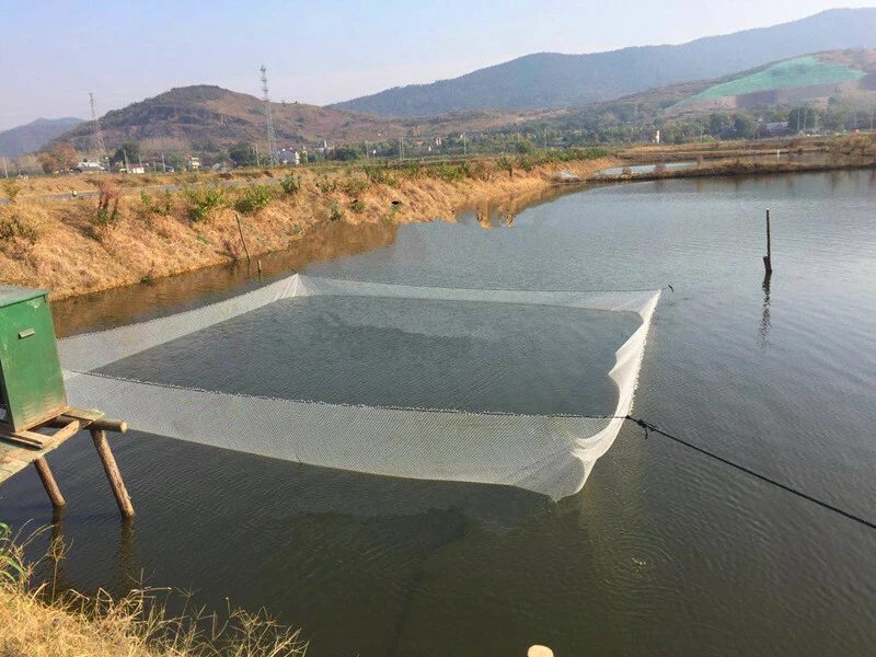 Goldfish Breeding Pond