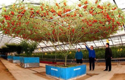 GIANT TOMATO TREE - GIANT TREE TOMATO, 25 SEEDS SPECIAL PRICE + FREE ...