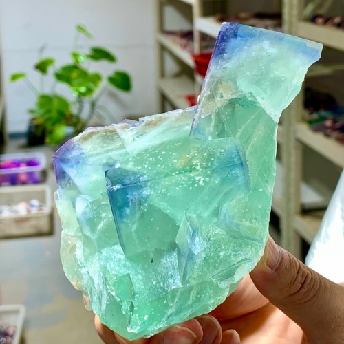 1.24LB Rare transparent blue cubic fluorite mineral crystal sample ...