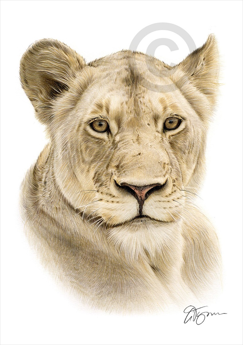 Lioness Pencil Drawing