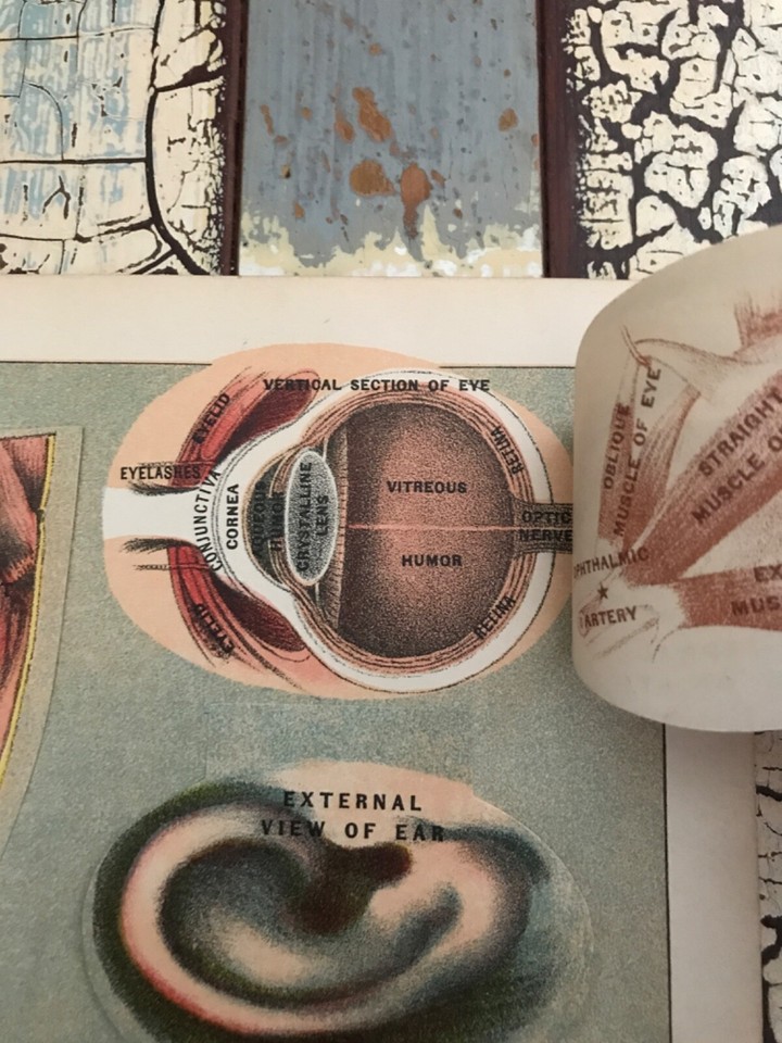 1901 Antique Medical Human Anatomy Chart Leg Eye Ear Hand Litho Layers ...