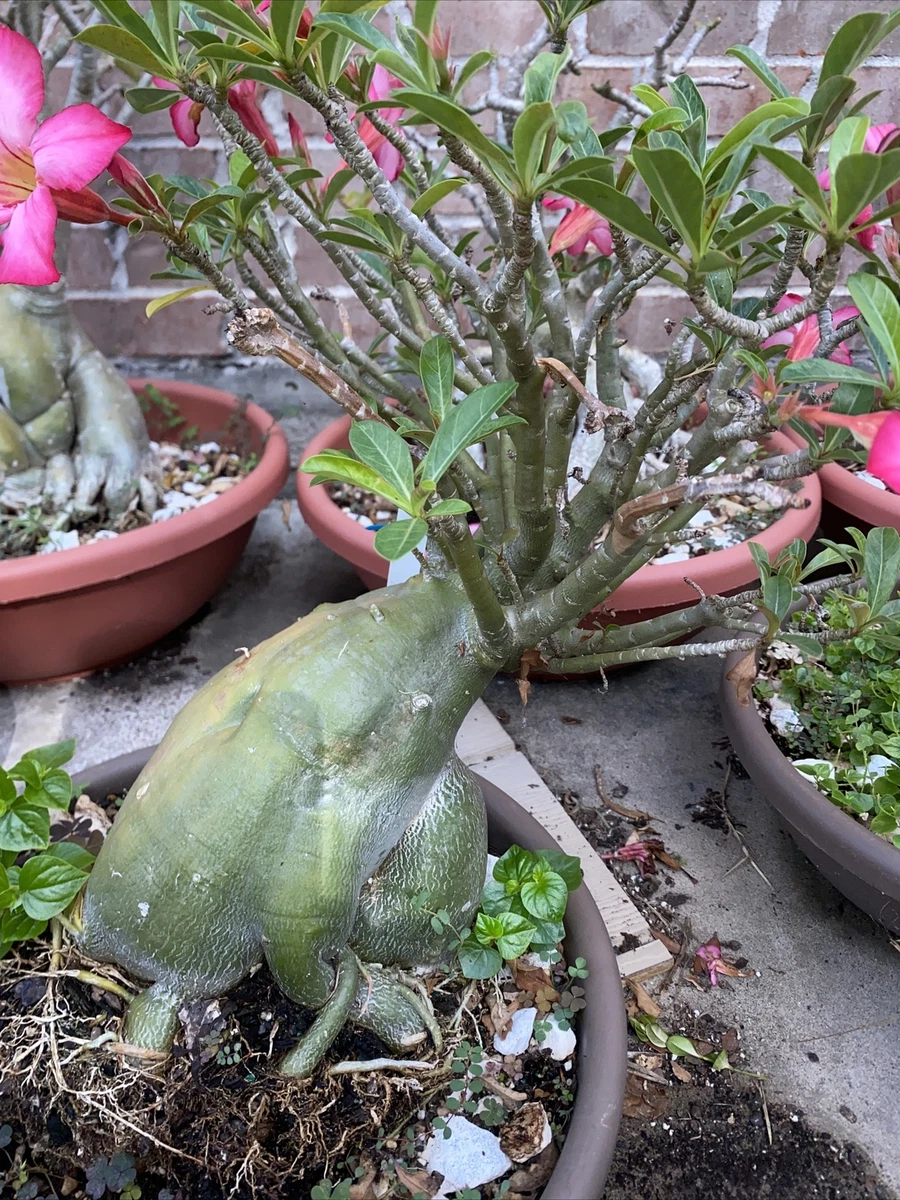 Kalachuchi Bonsai