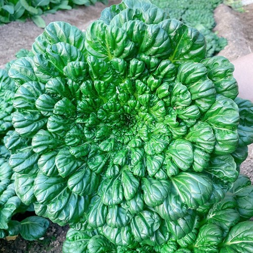 500 Samen Tatsoi Taatsai Rosetten Pak Choi Brassica rapa Asia Gemüse ...