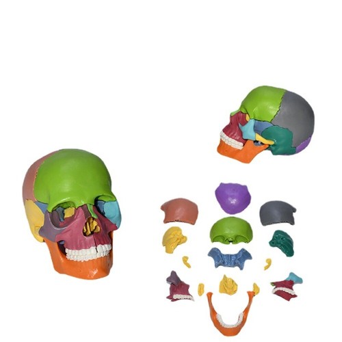 15 Parts Anatomy Skull Exploded Skull Detachable Medi cal Skull Model 863428401558 | eBay.de