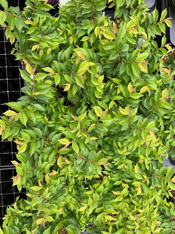 Ulmus 'Jacqueline Hillier' dwarf Elm Tree, Bonsai Starter in 9cm pot ...