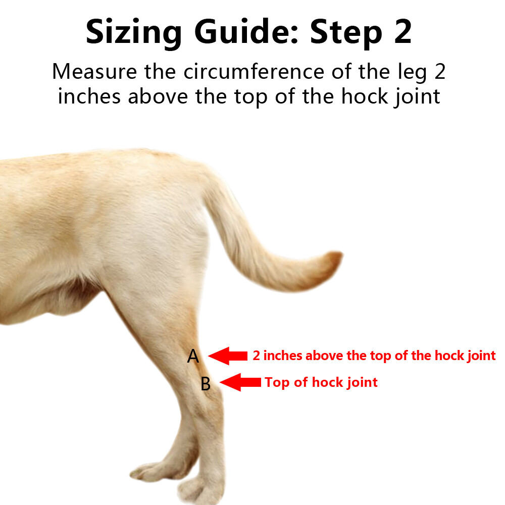 Dog Back Legs