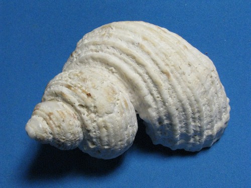 Turbo sandwicensis Pease,1861 "FOSSIL; A HAWAIIAN ENDEMIC TURBAN" (77 ...