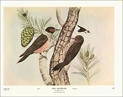 1968 Vintage Print Lewis Woodpecker Bird Limber Pine Tree Pinecone Rex ...